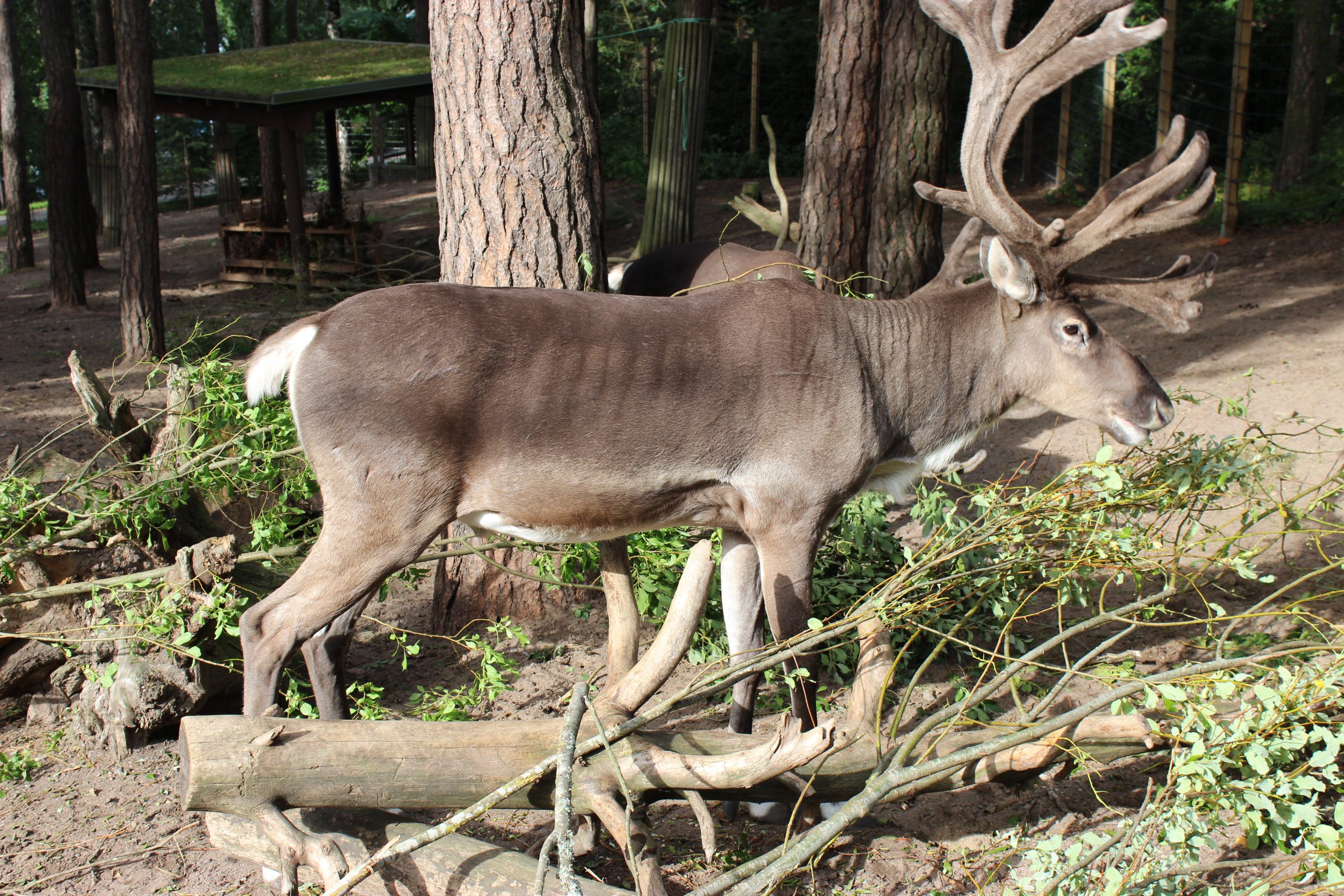 Reindeer Feeding | What to feed reindeer | Reindeer diet